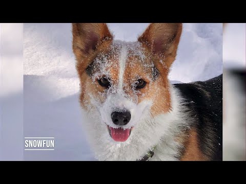 Pet Pics Sweepstakes: No matter the season, our pets are pleasin'
