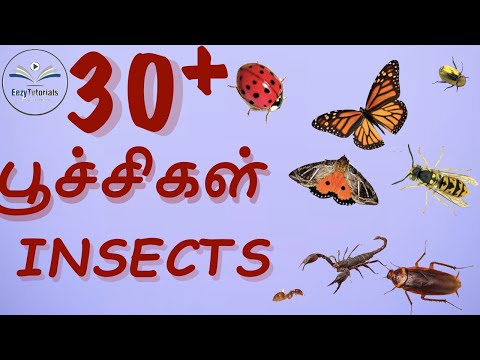 30 + Insects & Bugs name in tamil and english | பூச்சிகள் பெயர்கள்