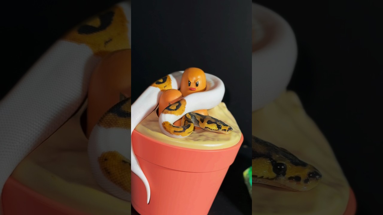 Orange Dream Clown Pied Ball Python I produced! #snakes #animals #reptiles