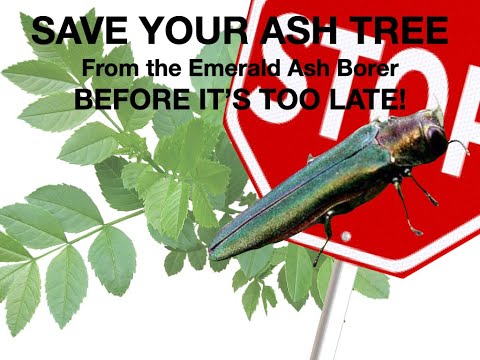 Emerald Ash Borer Beetle Hits NW Oregon–Problem/Solution Explained ...