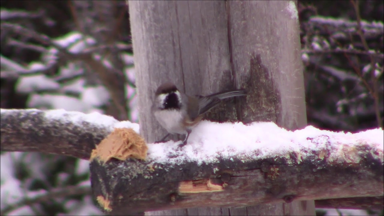 Boreal Chickadee calls and eats peanut butter