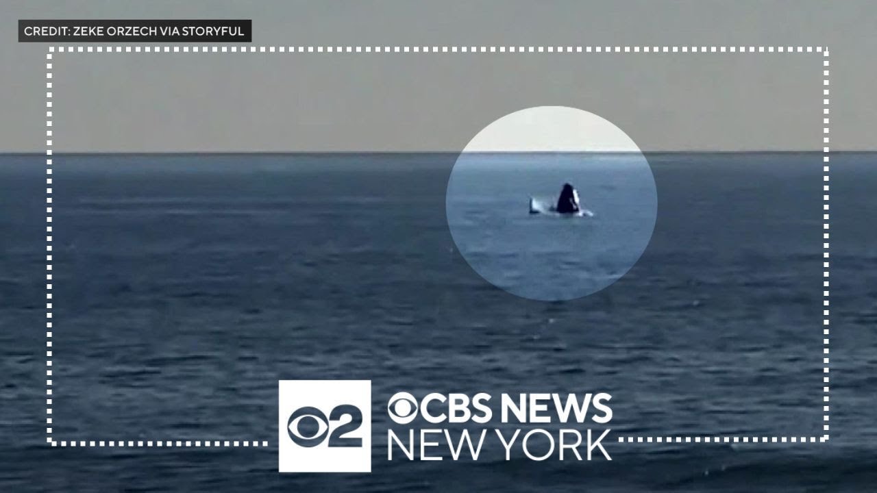 Whale spotted off coast of New Jersey