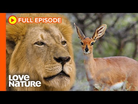How Impalas Survive In A Land of Apex Predators | Wildlife Icons Ep106