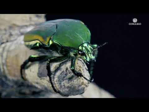 Insectos de México, biología | Comisión Nacional para el Conocimiento y ...