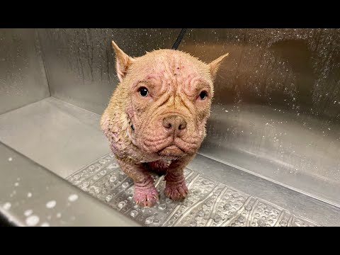 Shelter dog's amazing recovery: Penny is a true survivor!
