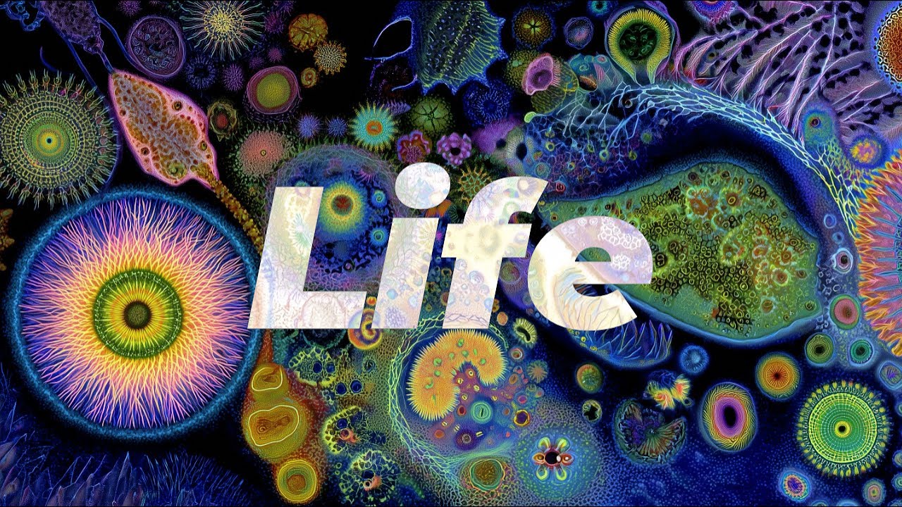 Nature’s Blueprint: The Secret Pattern Behind Everything