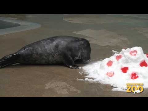 Brookfield Zoo Animals Receive Valentine's Day Treats