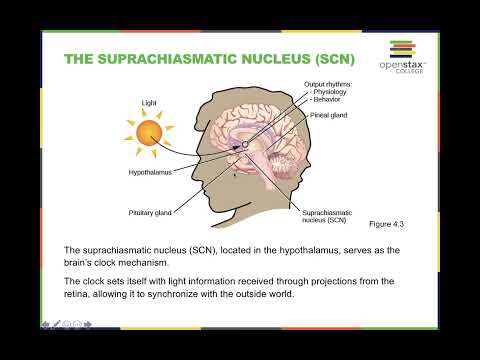 OpenStax Psychology Chapter 4: States of Consciousness