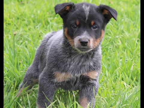 Australian Cattle Dog/Blue Heeler Puppies for Sale