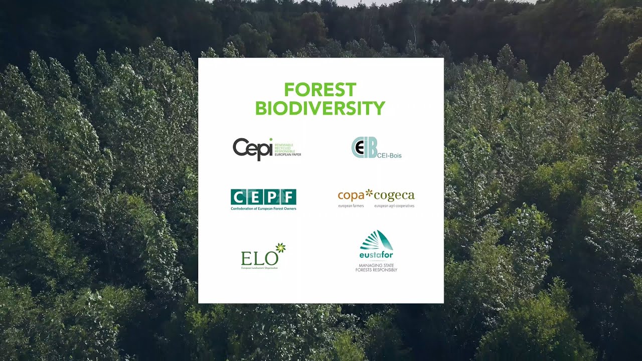 #ForestBiodiversity: How Sustainable Forest Management supports biodiversity preservation