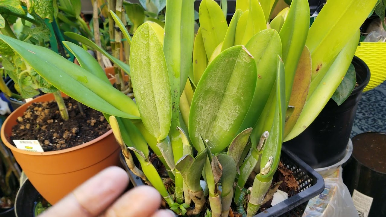 Brassavola Digbyana Bulging at the seams.