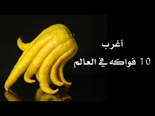 مُفيد - أغرب 10 فواكه في العالم « يد بوذا » من ضمنها