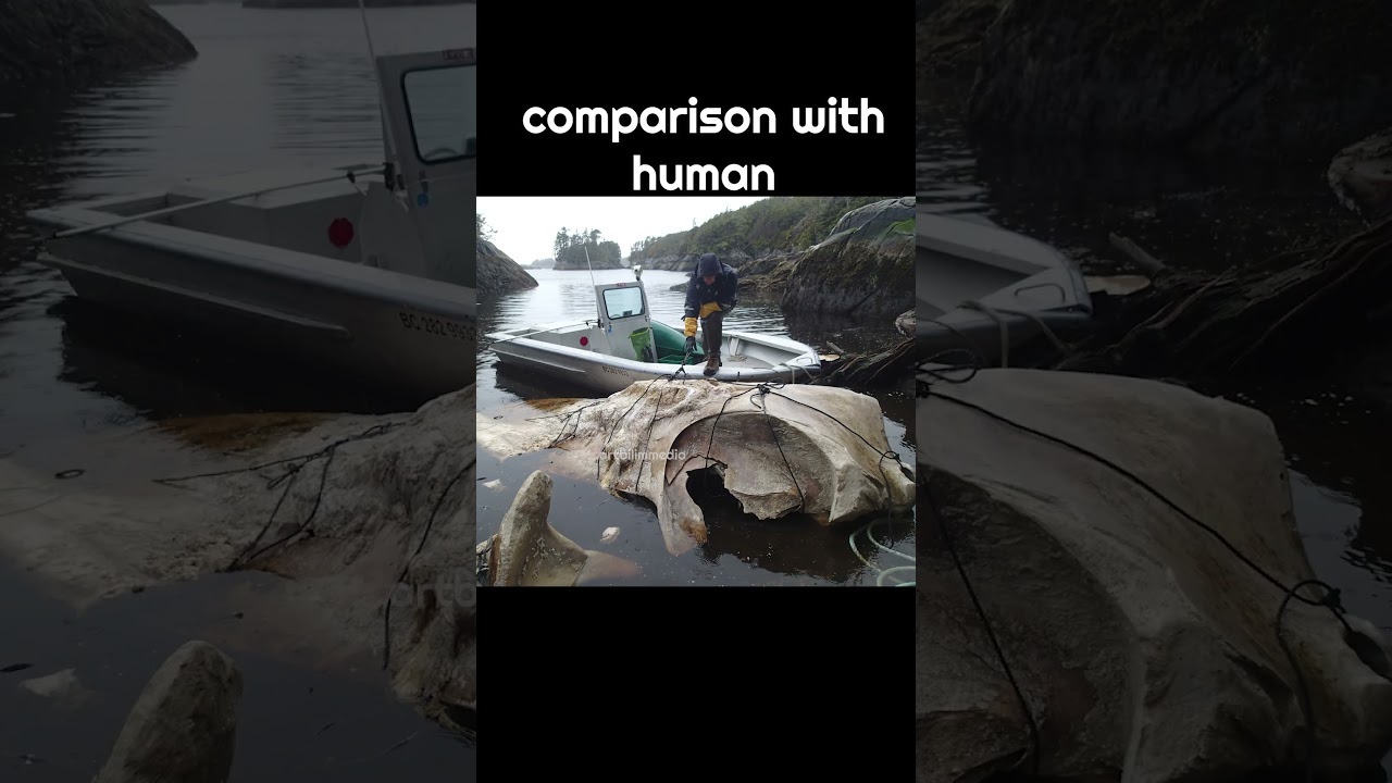 bigger things than you think #reels #shortsvideo #viral