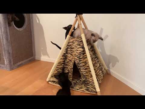 Play time for our 9 oriental and siamese kittens