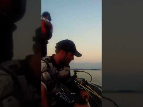Bass Fishing Tournament - Pesky Length LIMITS ???? #shorts #bassfishing #fishing # #sportfishing #fish