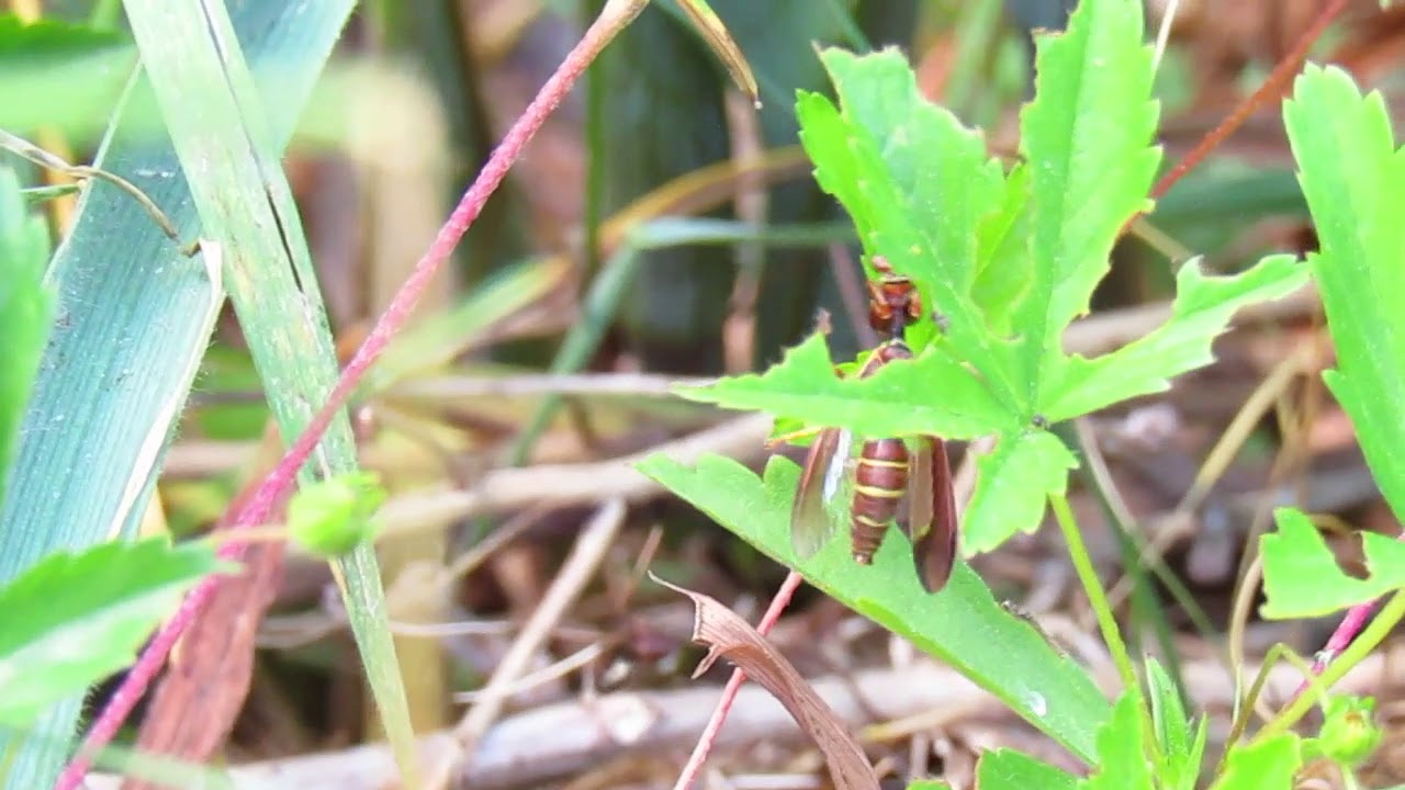 Brown mantidfly (Climaciella brunnea), 6/26/20