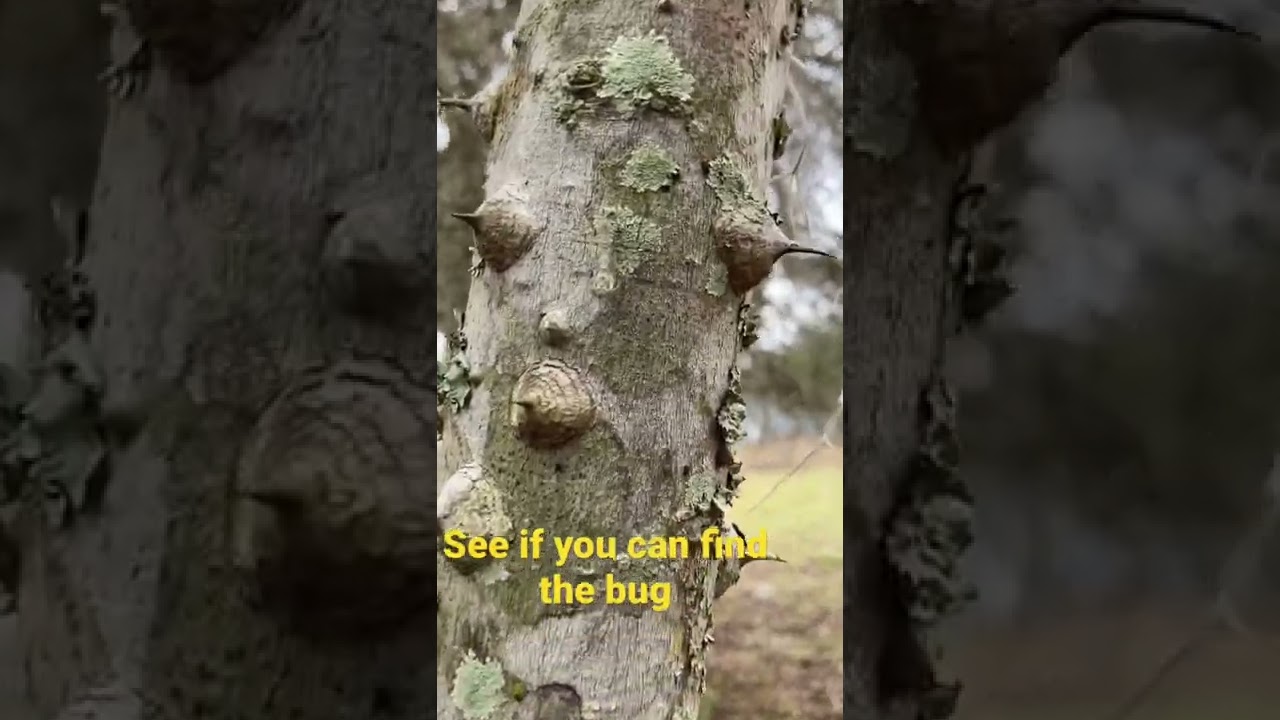 Find the praying mantis