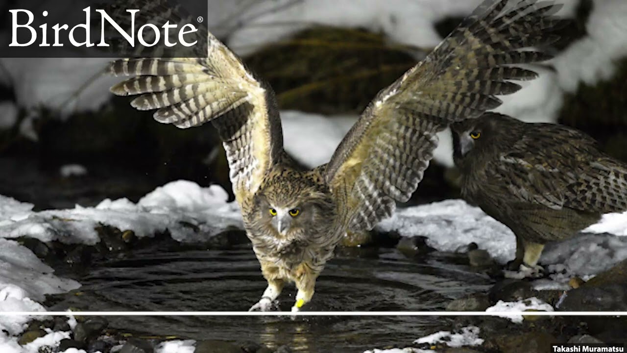 An Amazing World of Owls