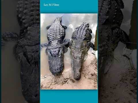 Alligator Vs Crocodile Difference
