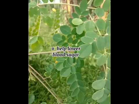 Malunggay / Moringa Oleifera || Herbal Medicine || Health Benefits
