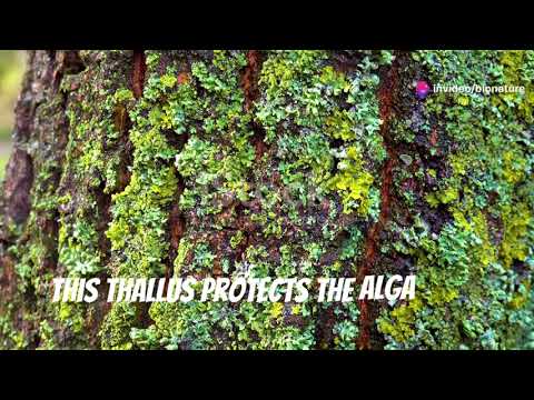 Lichens: Nature's Quirky Symbiosis Explained!