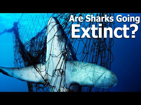 Are Sharks Going Extinct?