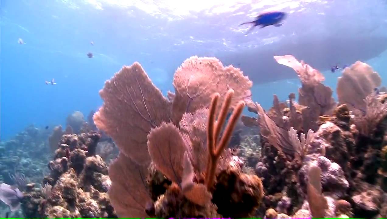 Caradonna Dive Adventures