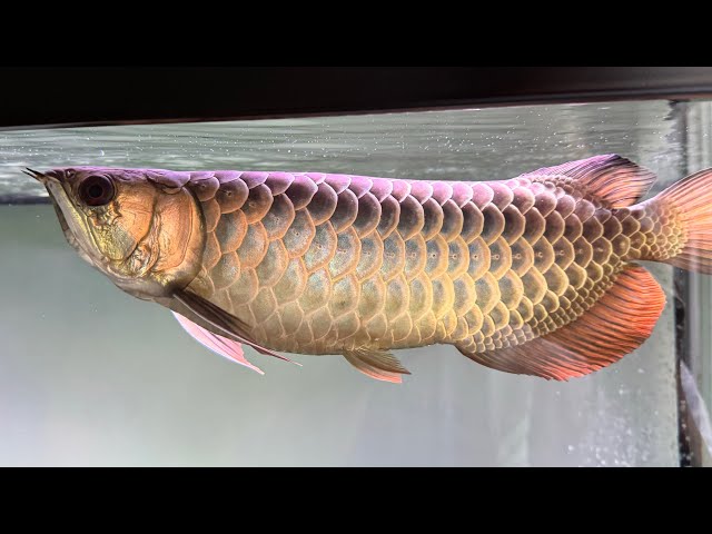 Choose your Asian arowana direct from the farm! | Fish for Rehoming ...