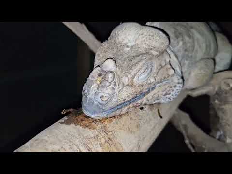 One of the most human-like behaviors I've ever seen from an iguana!