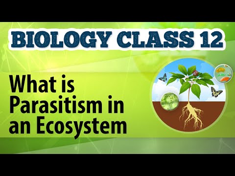 What Is Parasitism in an Ecosystem - Organisms and Environment 2 - Biology Class 12