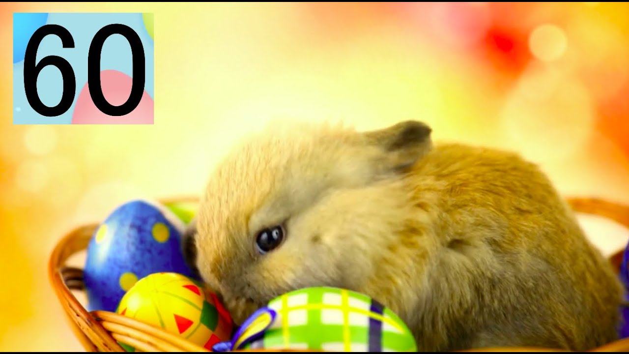 Easter Bunny Approved: Our 1-Minute Countdown Timer