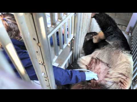 How Baby Pandas Are Born at the National Zoo