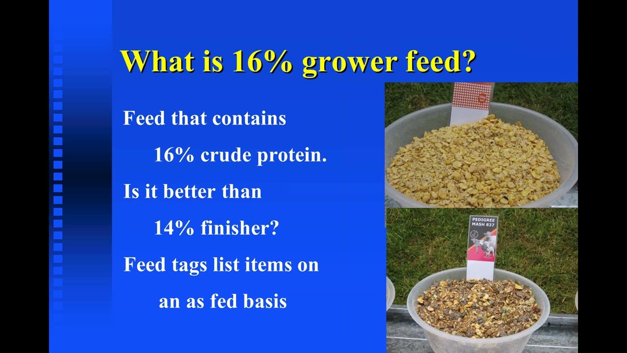 Understanding Sheep Nutrition