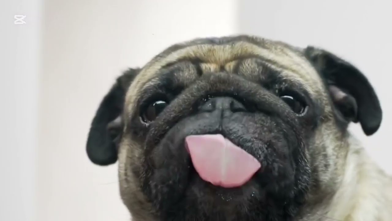 dog licking screen