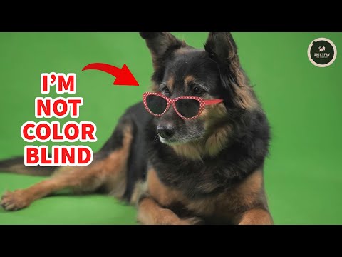 What Colors Can Dogs See? The Answer Might Surprise You
