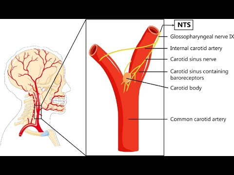 Anatomy and applied anatomy of the Carotid sinus // Carotid sinus syndrome