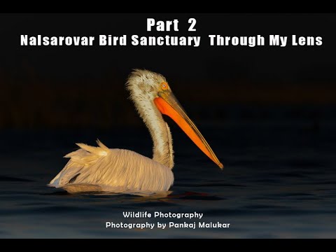 Nalsarovar Bird Sanctuary |Wetland bird Sanctuary | Bird Photography |Wildlife Photography | 2022