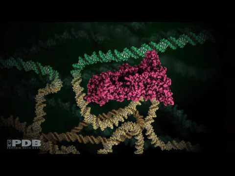 HIV Integrase Action