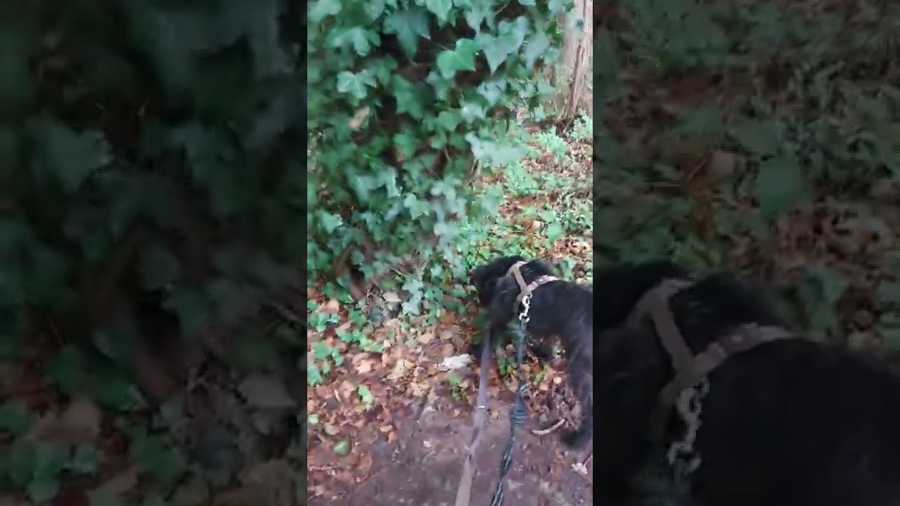 Toby (Rescue Remedies, Surrey) – Oldies Club