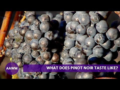 What does Pinot Noir taste like? Rajat Parr explains.