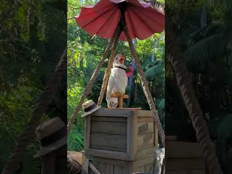 Tiki Room Bird Rosita Tells A Joke! ????????