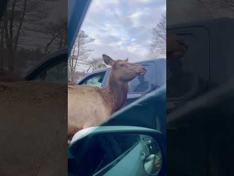 Friendly Elks | feeding to the Elks in Canada #elks #wildlife #canada