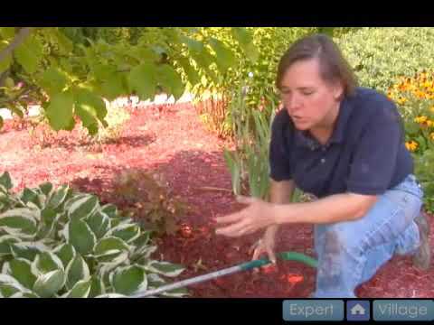 How to Reduce Shock When Transplanting Hostas
