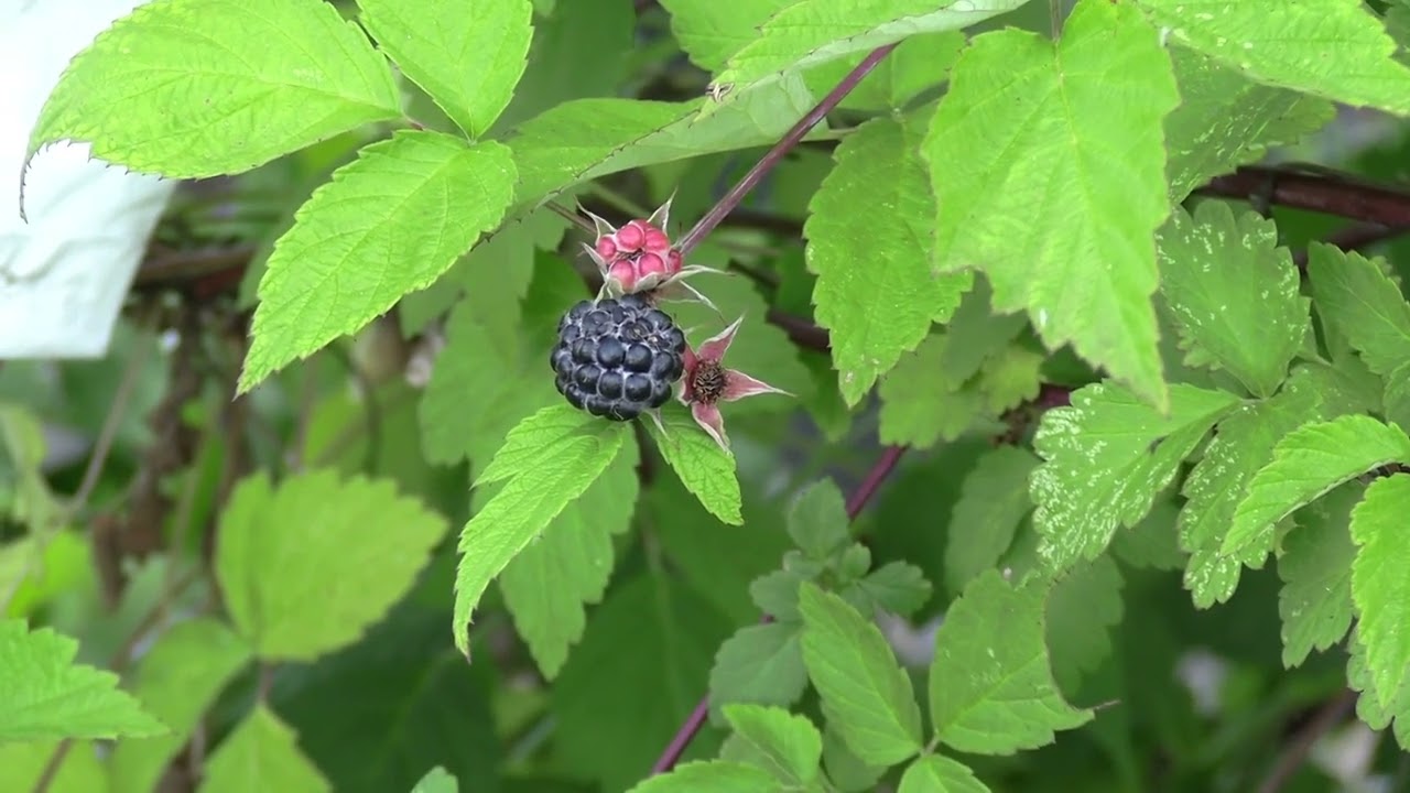 Thornless Black Raspberry, Rubus occidentalis, second fruiting.