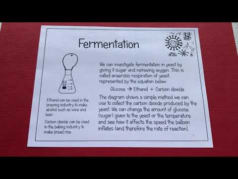 KS3 Microbes & Genetics - Fermentation