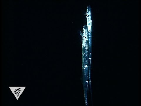The telescopefish Gigantura indica