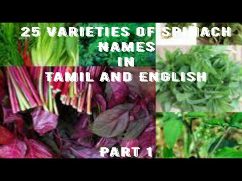25 Varieties of Spinach Names in Tamil and English- Part 1