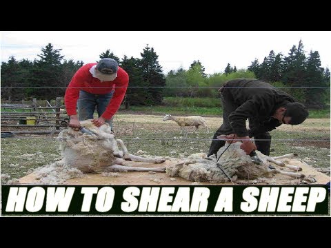 How To Shear A Sheep Step By Step | How To Raise Livestock