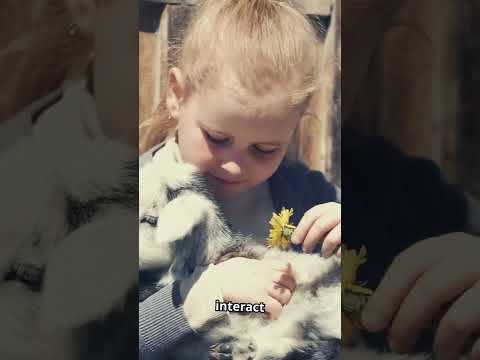 Orlando's 8 Best Petting Zoos: Up-Close Animal Encounters