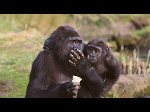 Discover Incredible Animals this February Half Term at Bristol Zoo Gardens